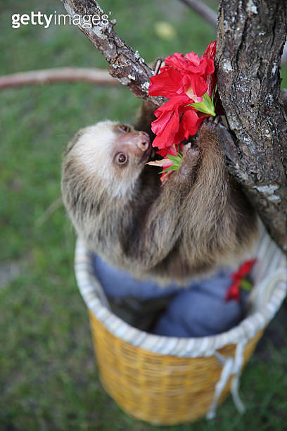 Baby Sloth Couch Potato Eating Hibiscus Flowers (589096614) - 게티이미지뱅크