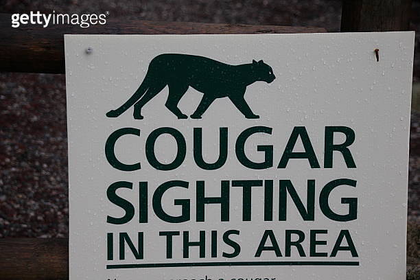 Cougar Sighting Sign 이미지 (511300026) - 게티이미지뱅크