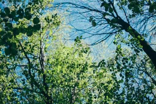 Spring Summer Sun Shining Through Canopy of Tall Trees (523690838) - 게티 ...