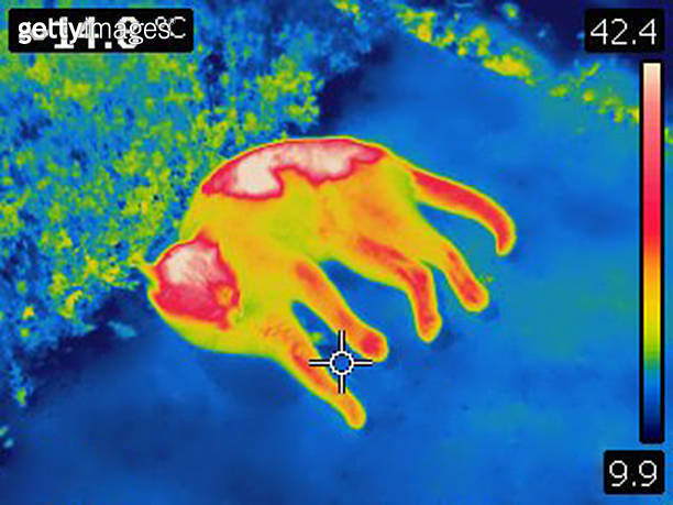 infra red thermal image of cat lying on the ground 이미지 (469496718) - 게티 ...