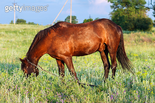 Brown horse grazing on a leash (611208558) - 게티이미지뱅크