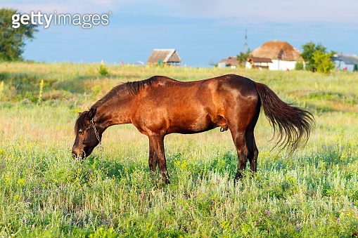Brown horse grazing on a leash (612744322) - 게티이미지뱅크