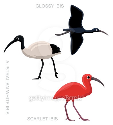 Bird Ibis Set Cartoon Vector Illustration (506161242) 일러스트, 무료 일러스트 ...
