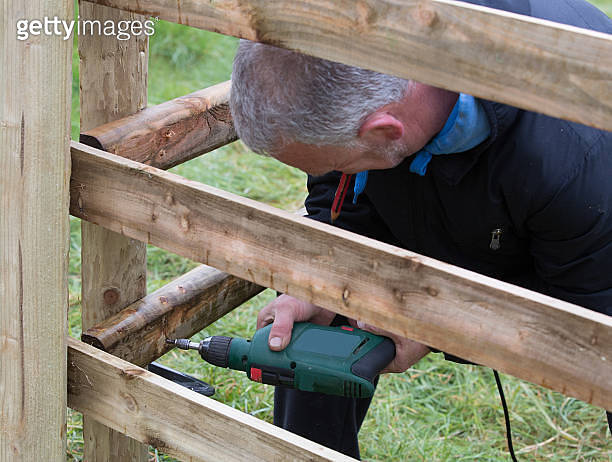 Fence erector drilling a screw into a timber fence panel (525365484 ...