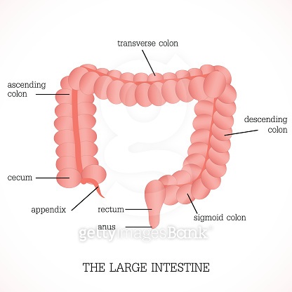 Structure and function of the large intestine Anatomy system (584490840 ...