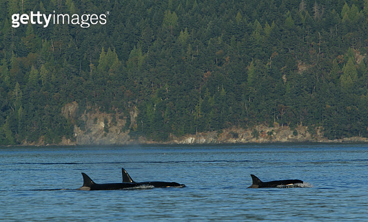 Orca Pod Near San Juan Islands and Victoria Canada 이미지 (595147844) - 게티 ...
