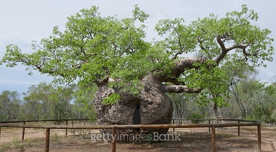 Boab prison Tree, Derby 이미지 (610676842) - 게티이미지뱅크