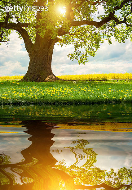 single huge oak tree in canola field sunlight with mirror 이미지 ...