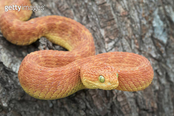 Venomous Red Bush Viper Snake Descending from Tree 이미지 (610116660) - 게티 ...