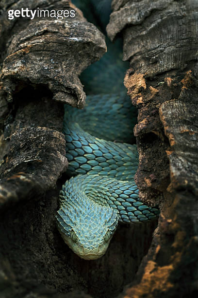 Venomous Bush Viper Snake Creeping in Hollow Tree (517740974) - 게티이미지뱅크