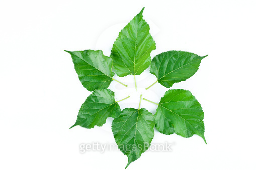 Circle Frame Leaves of Mulberry tree 이미지 (623684312) - 게티이미지뱅크