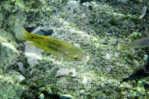 Close-up photo of the fish that live in Mexico Cenote 이미지 (539206326 ...
