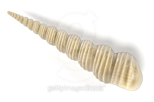 Turritella Terebra (Boring Turret Snail) (629605564) - 게티이미지뱅크