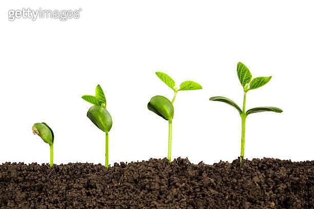 plant growth sequence:new life growing in spring (520835400) - 게티이미지뱅크