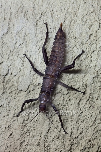 Thorny devil stick insect (Eurycantha calcarata). 이미지 (527891488) - 게티이미지뱅크