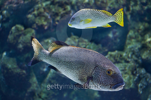 Brown sweetlips (Plectorhinchus gibbosus) and rubberlip grunt (P ...