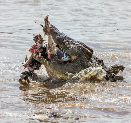 Crocodile eats a wildebeest in the Mara river. Kenya. Maasai Mara. 이미지 ...