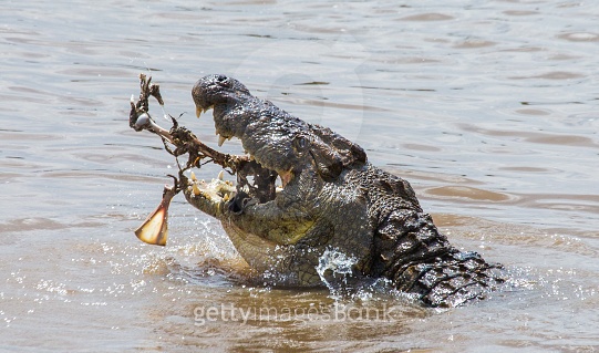 Crocodile eats a wildebeest in the Mara river. Kenya. Maasai Mara. 이미지 ...