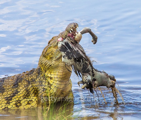 Crocodile eats a wildebeest in the Mara river. Kenya. Maasai Mara. 이미지 ...
