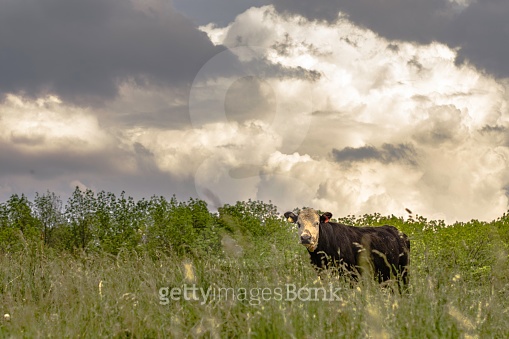 Cow on a hill with cumulus clouds (537850892) - 게티이미지뱅크