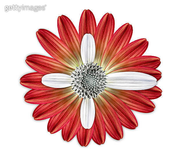 Danish flower flag colours 이미지 (530181572) - 게티이미지뱅크