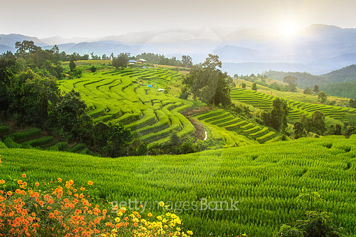 rice terraces 이미지 (620968230) - 게티이미지뱅크