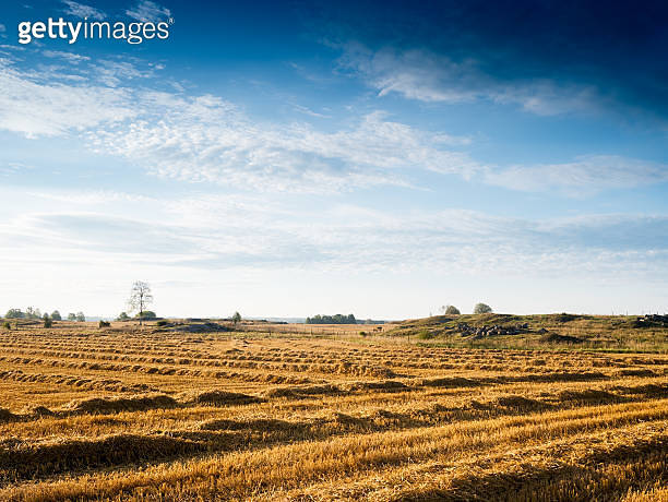 Sunrise over field with freshly harvested hay. 이미지 (596788636) - 게티이미지뱅크
