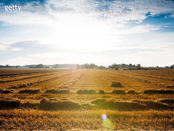 Sunrise over field with freshly harvested hay. 이미지 (596788532) - 게티이미지뱅크