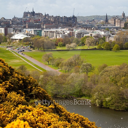 Edinburgh Castle spring, yellow gorse meadow, Scotland. 이미지 (534549230 ...