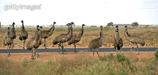 Flock of Emus (611184818) - 게티이미지뱅크