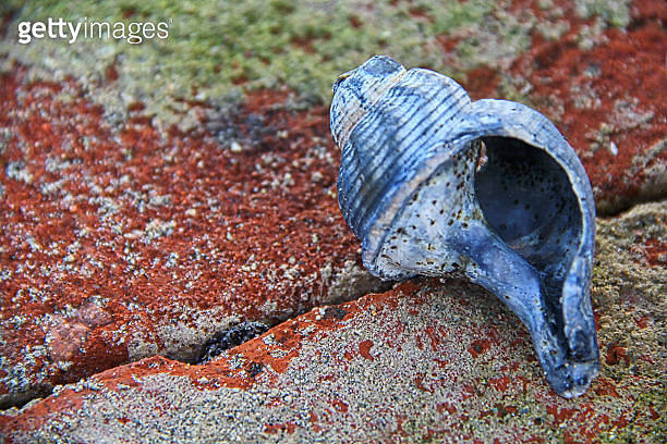 Blue Shell 이미지 (511809526) - 게티이미지뱅크