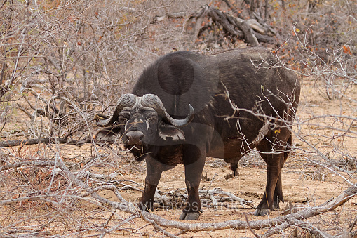 Cape Buffalo 이미지 (623510342) - 게티이미지뱅크