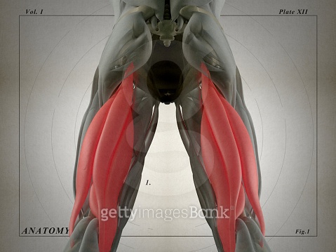 Hamstring muscle group, human anatomy muscle system. 3d illustration ...