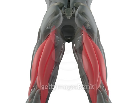 Hamstring muscle group, human anatomy muscle system. 3d illustration ...