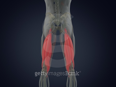 Hamstring muscle group, human anatomy muscle system. 3d illustration ...