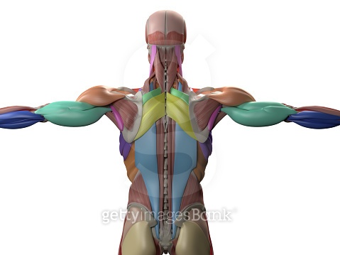 Human anatomy, torso back muscles. 3d illustration. (538641130) - 게티이미지뱅크