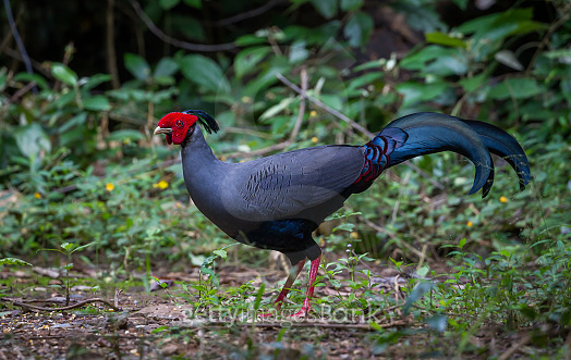 Left side close up full body of male Siamese fireback 이미지 (626551838 ...