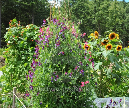 Sweet Peas (Lathyrus odoratus) Sunflower (Helianthus) Runner Beans ...