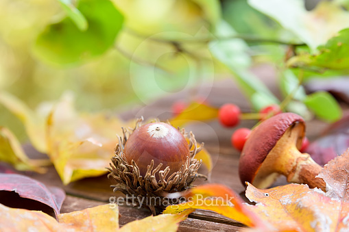 acorn and wild mushroom 이미지 (621722916) - 게티이미지뱅크