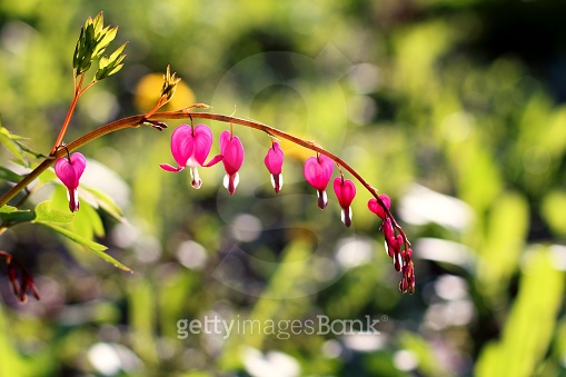 Spring flowers closeup, Dicentra spectabilis, bleeding heart flo ...