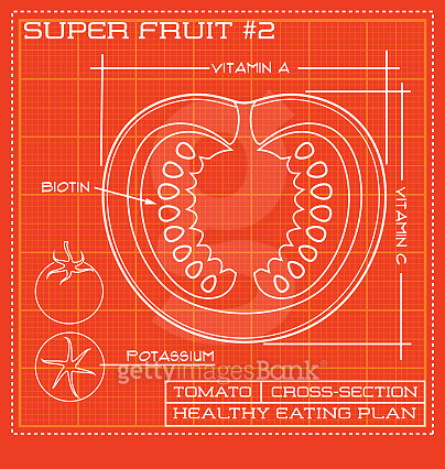 construction style diagram drawing of an tomato cross-section ...