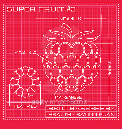 construction style diagram line drawing of a red raspberry infographic ...