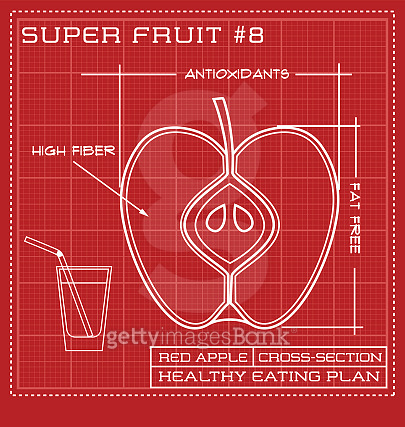 construction style line drawing of an apple cross-section infographic ...
