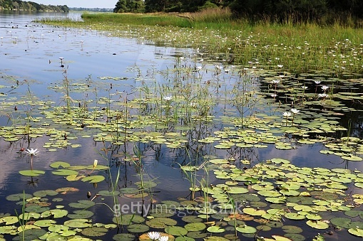 Kavango river full with flowering water lilies, Namibia Africa ...