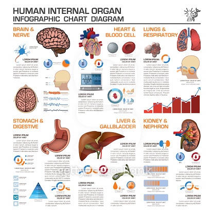 Human Internal Organ Health And Medical Infographic Chart Diagram ...