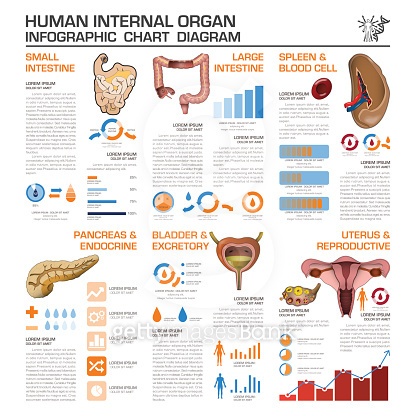 Human Internal Organ Health And Medical Infographic Chart Diagram ...