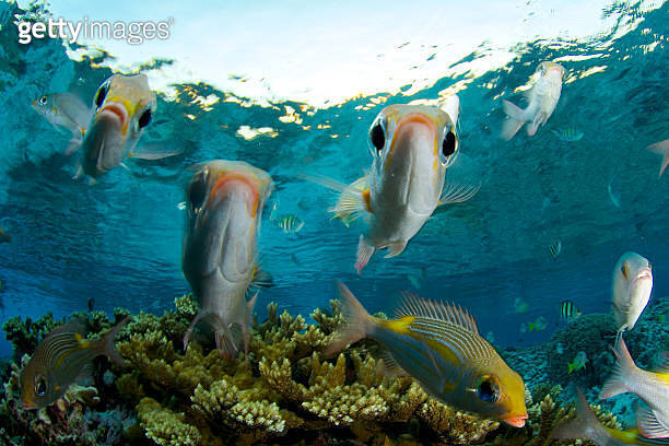 fish staring at camera 이미지 (519228950) - 게티이미지뱅크