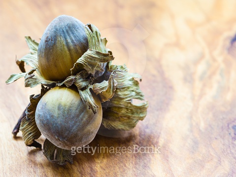 Hazelnuts cluster filbert nuts in the hard shell. 이미지 (528428328) - 게티이미지뱅크