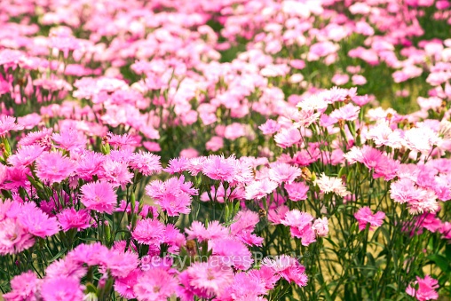 Pink flower field 이미지 (578816762) - 게티이미지뱅크