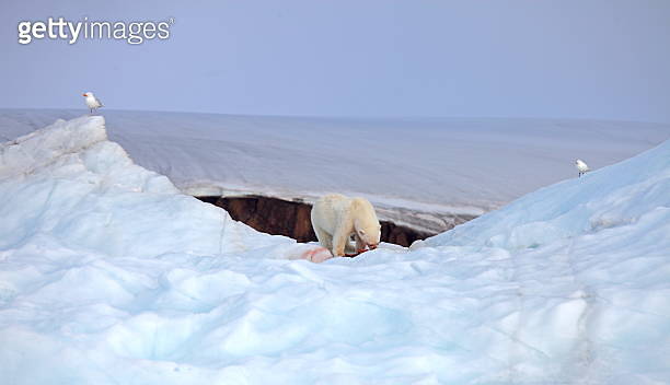Polar bear on iceberg with its prey (504310022) - 게티이미지뱅크